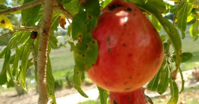 Master Gardeners offer free 'Fruit Tree' class on Feb. 7 | Community ...