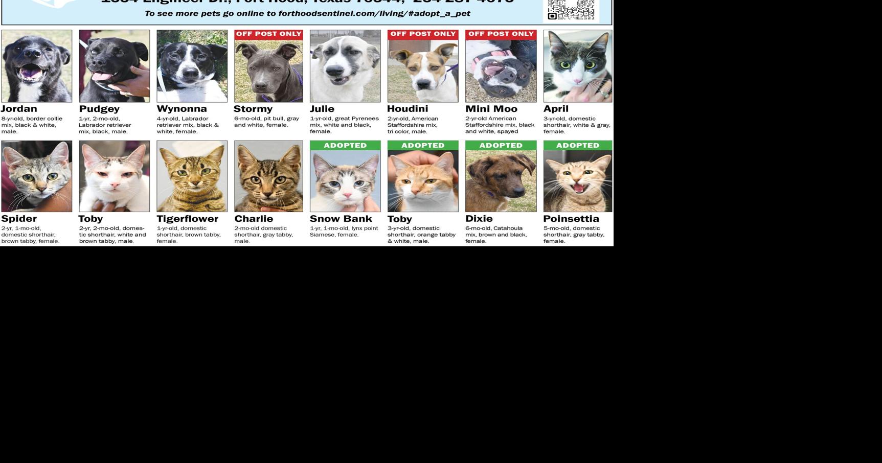 January 22 Pets | Adopt A Pet | forthoodsentinel.com