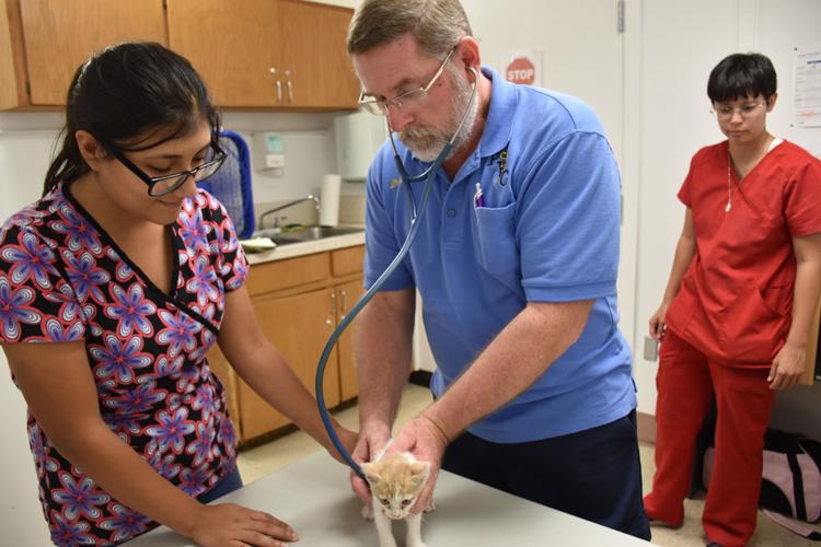 Fort Hood Animal Shelter