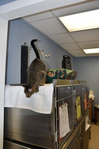 Fort Hood Animal Shelter
