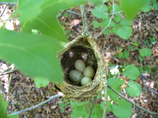 cowbird eggs
