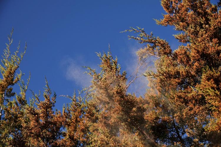 Cedar allergy sufferers beware | Editorial | forthoodsentinel.com