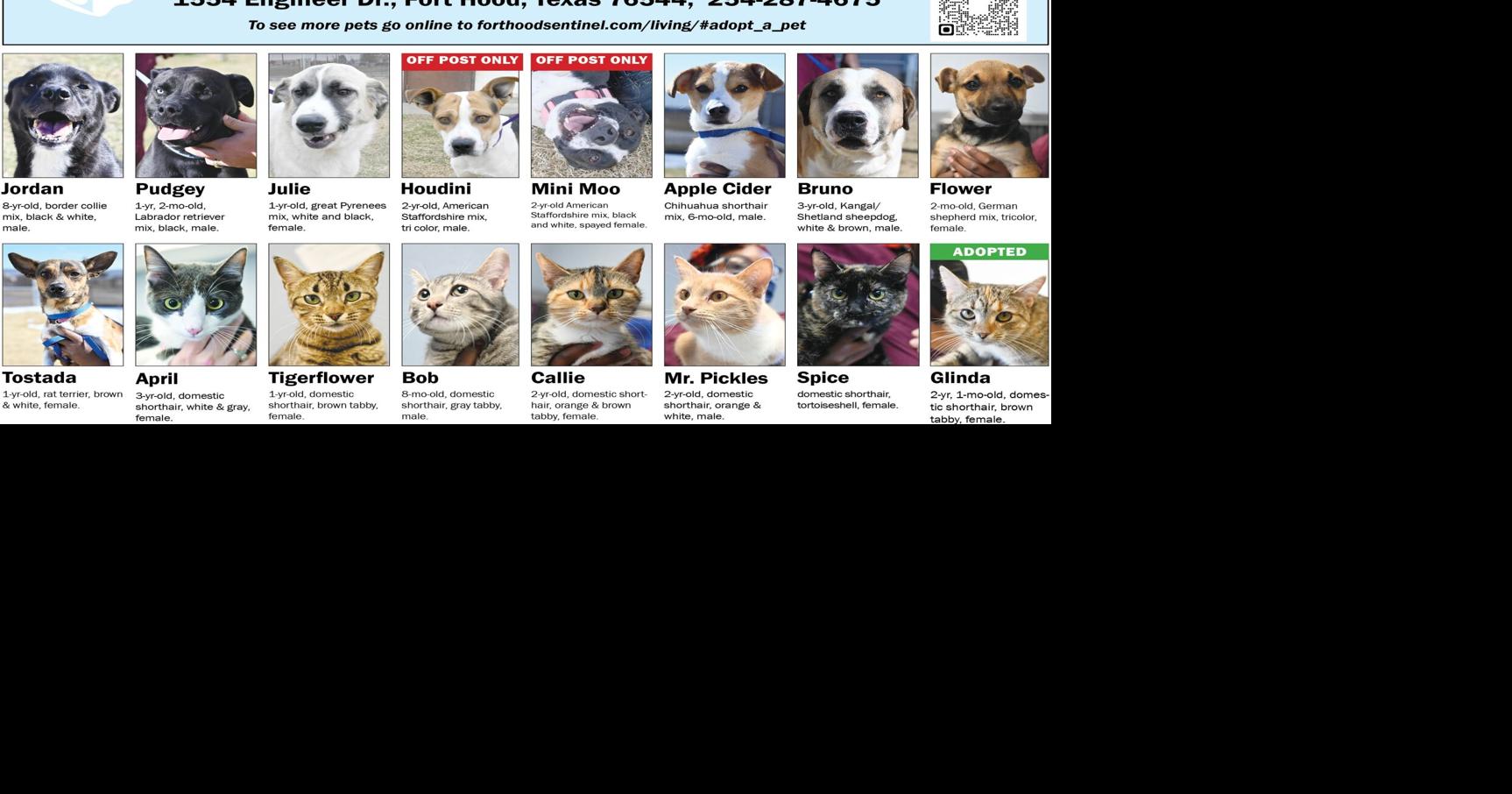 January 29 Pets | Adopt A Pet | forthoodsentinel.com