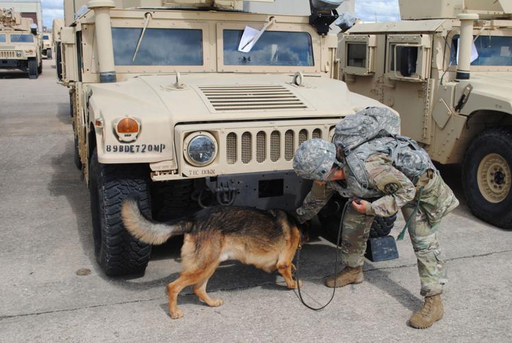 Military Working Dog teams put to the test for certifications | News ...