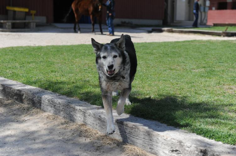 The life of a cavalry dog | Living | forthoodsentinel.com