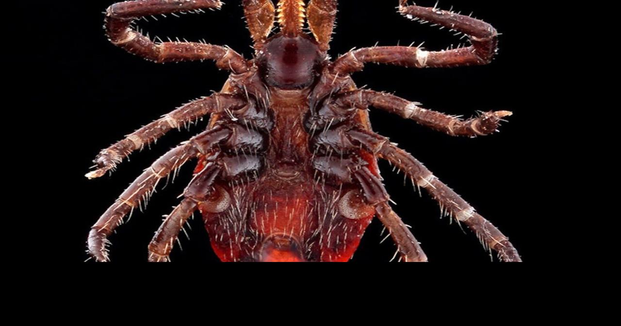 Bug Awareness Week: Small bugs pack a pathogenic punch | Healthworks ...