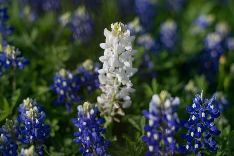 Roses are Red, Bluebonnets are Blue | Traveling Soldier ...