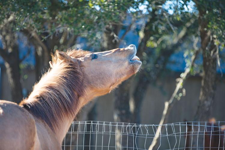 Comanche joins Hoofbeats for Heroes, BLORA as newest horse | News ...