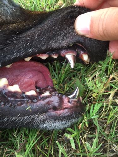 german shepherd titanium teeth