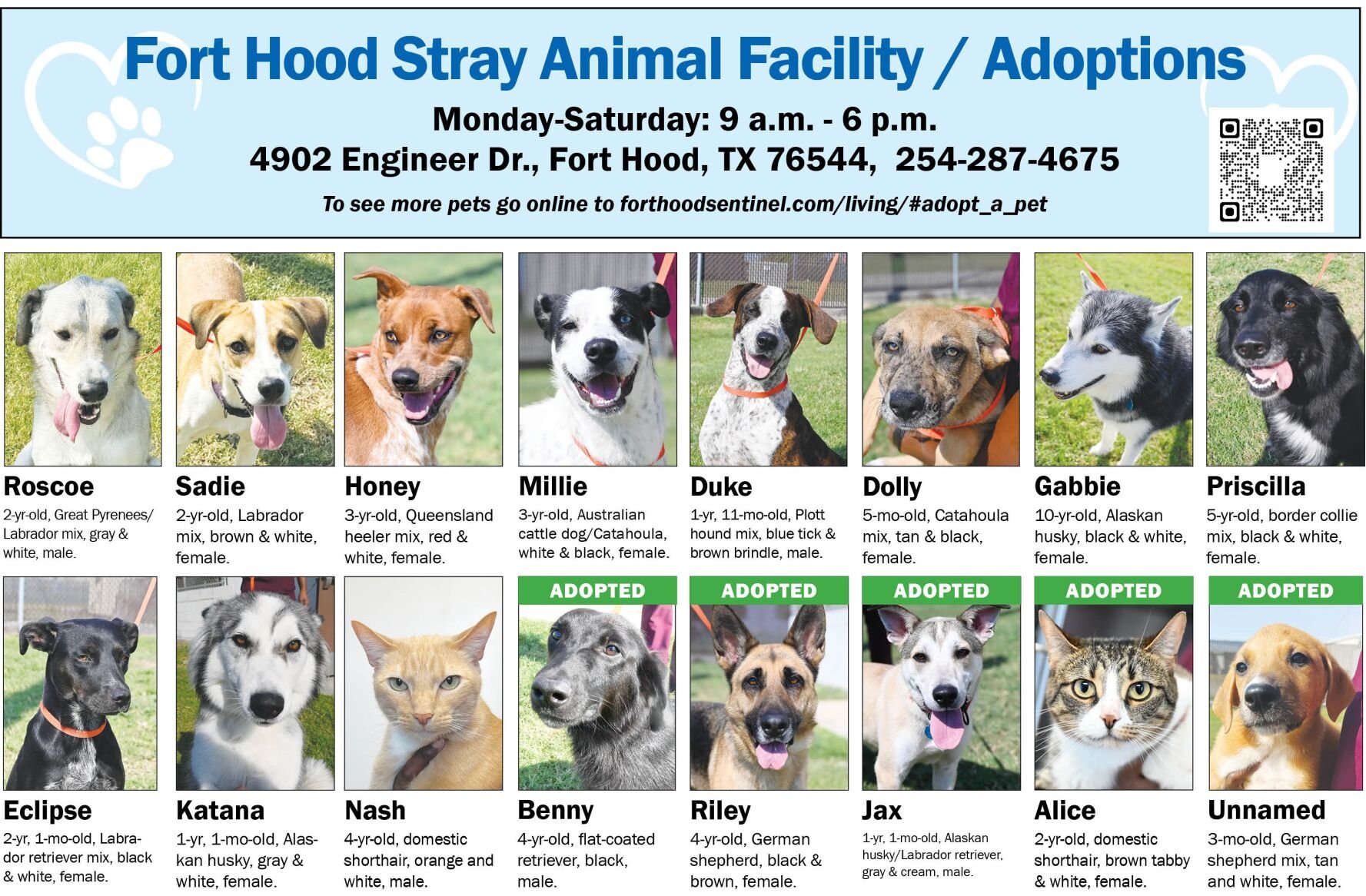 September 11 Pets | Adopt A Pet | forthoodsentinel.com