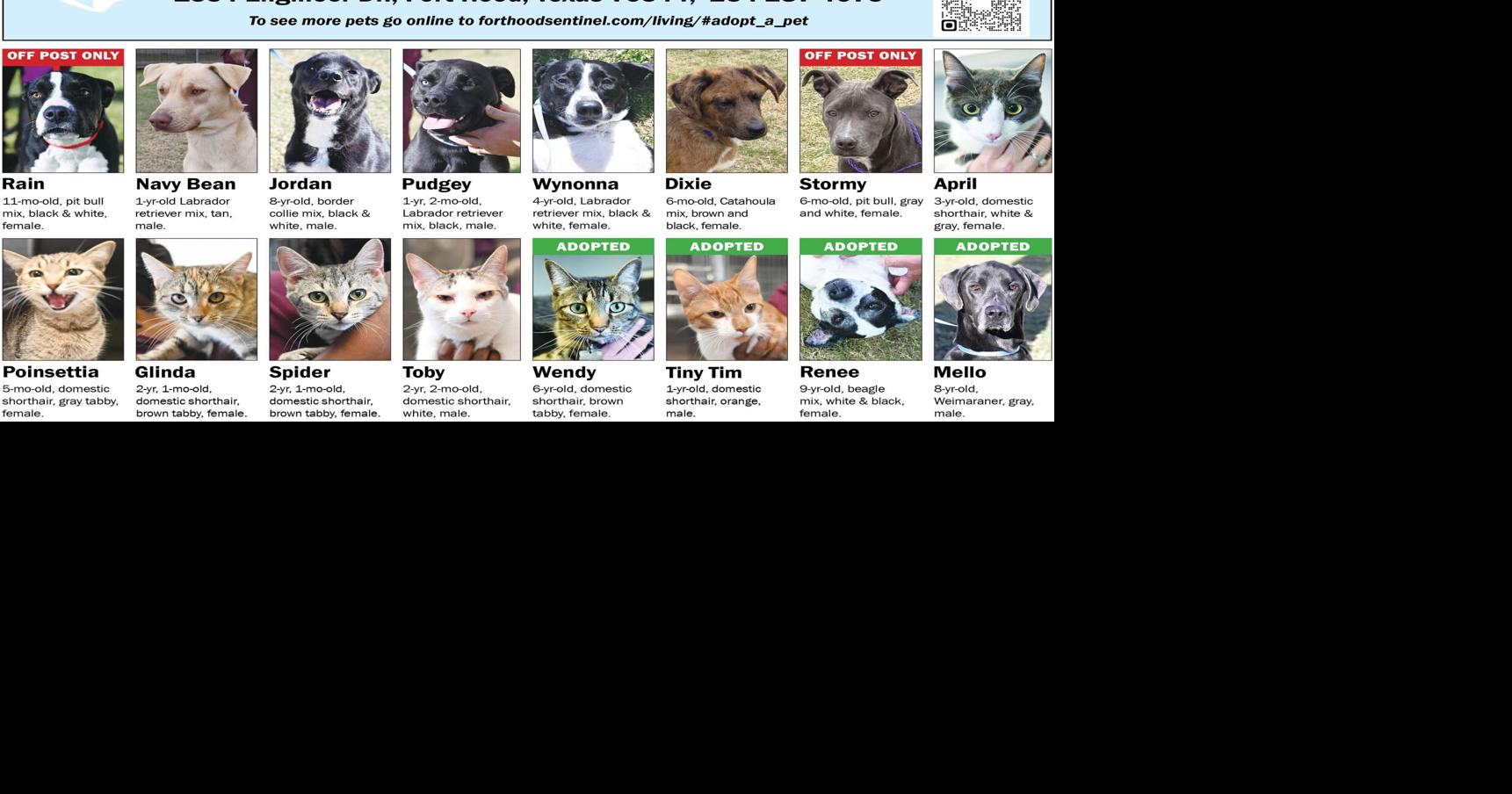 January 15 Pets | Adopt A Pet | forthoodsentinel.com