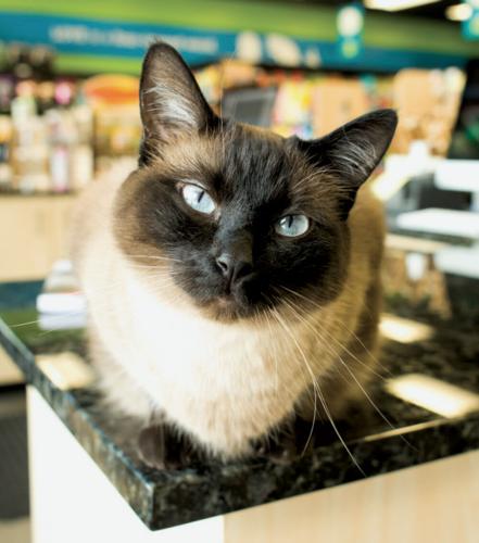 Pet Supply Store Pet Evolution Begins Franchise Growth | Franchise News ...