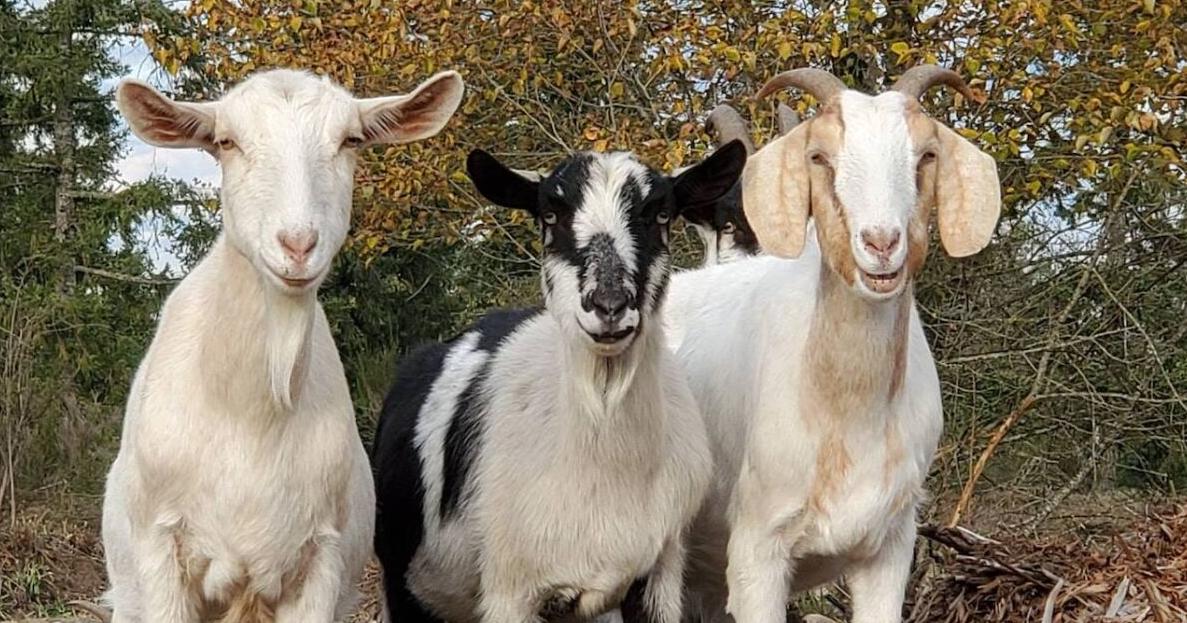 Got weeds? This Franchise Will Bring in the Hungry Goats | Franchise ...