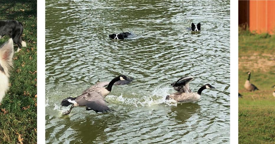Where Are They Now? Geese Chasers to Resume Growth in September ...