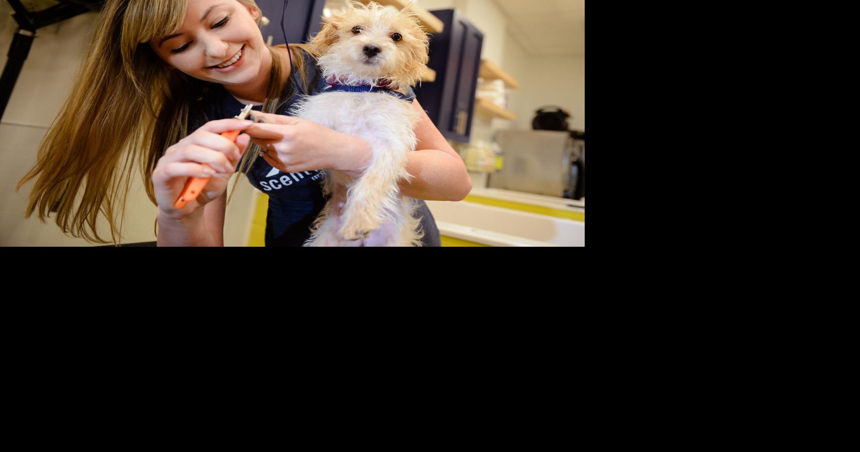 Scenthound Attracts Minority Investor, Plus More Bold Deals | Franchise News | franchisetimes.com