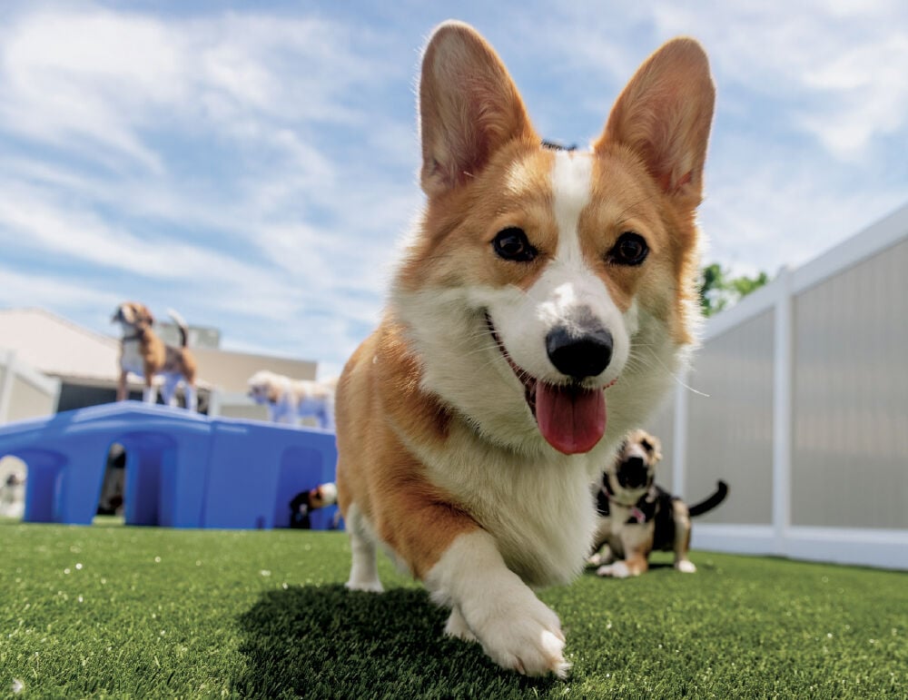 2026 Fast & Serious Winners: No. 23 K9 Resorts Daycare & Luxury Hotel ...