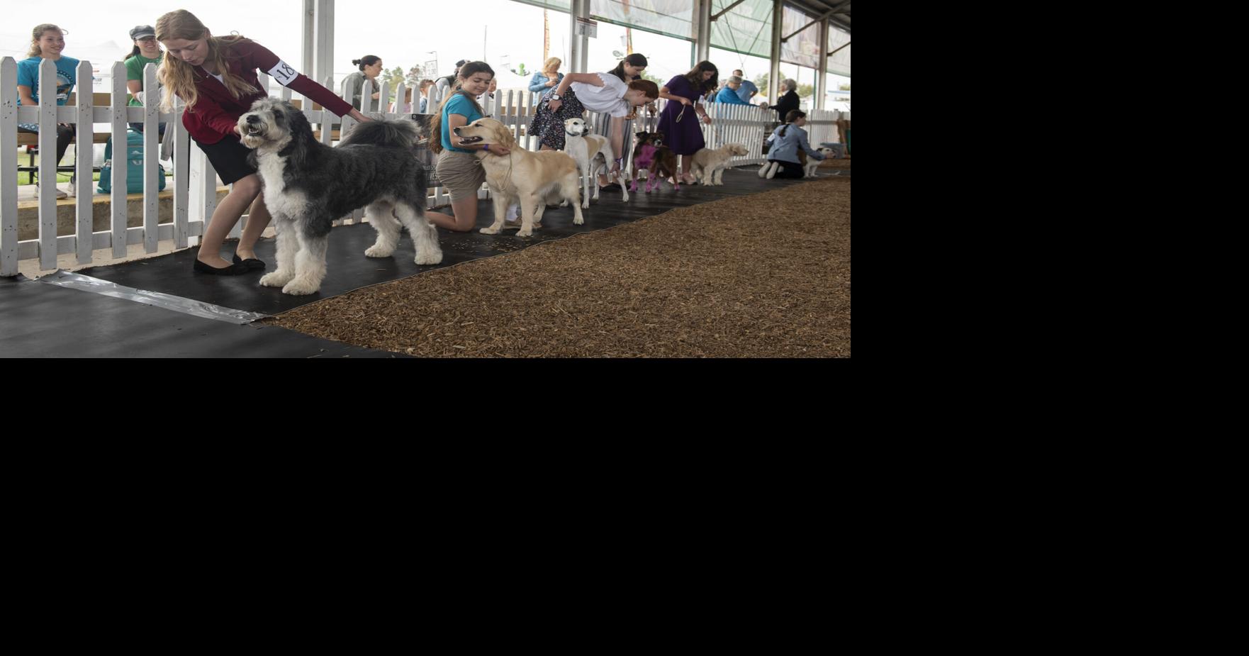 Dog, handlers go through their paces at fair | Agriculture ...