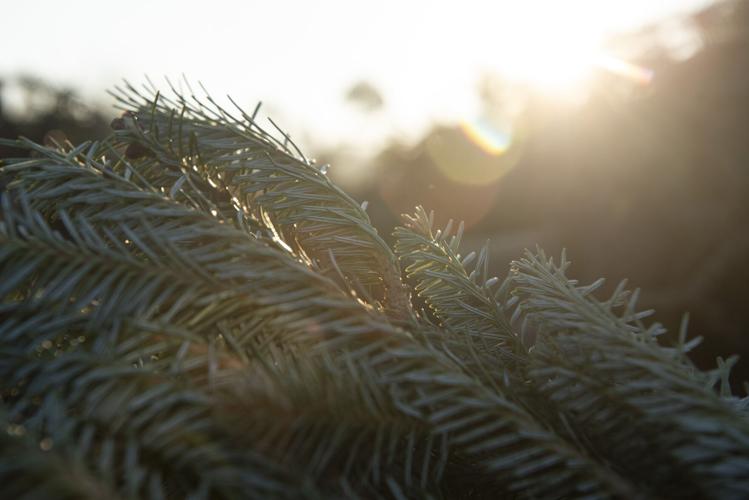 Festive Farms: Three businesses come alive with Christmas spirit | Arts ...