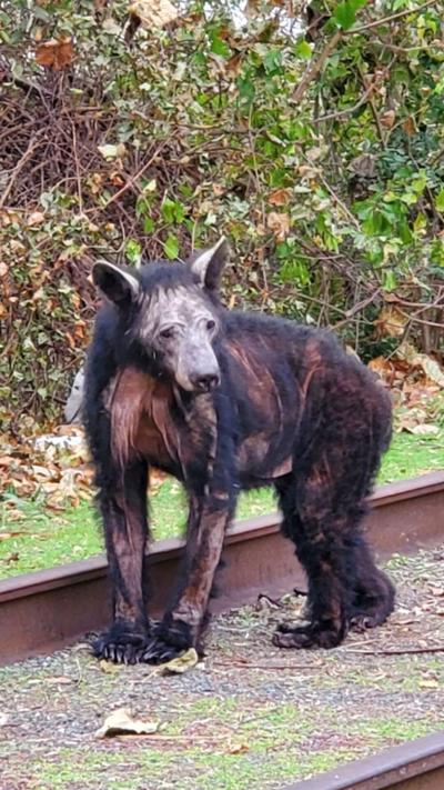 Outdoors Notes — Oct. 8 | Travel And Outdoors | fredericknewspost.com