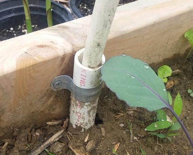 Varmints: First, a rant. Then, a solution. | Home And Garden ...