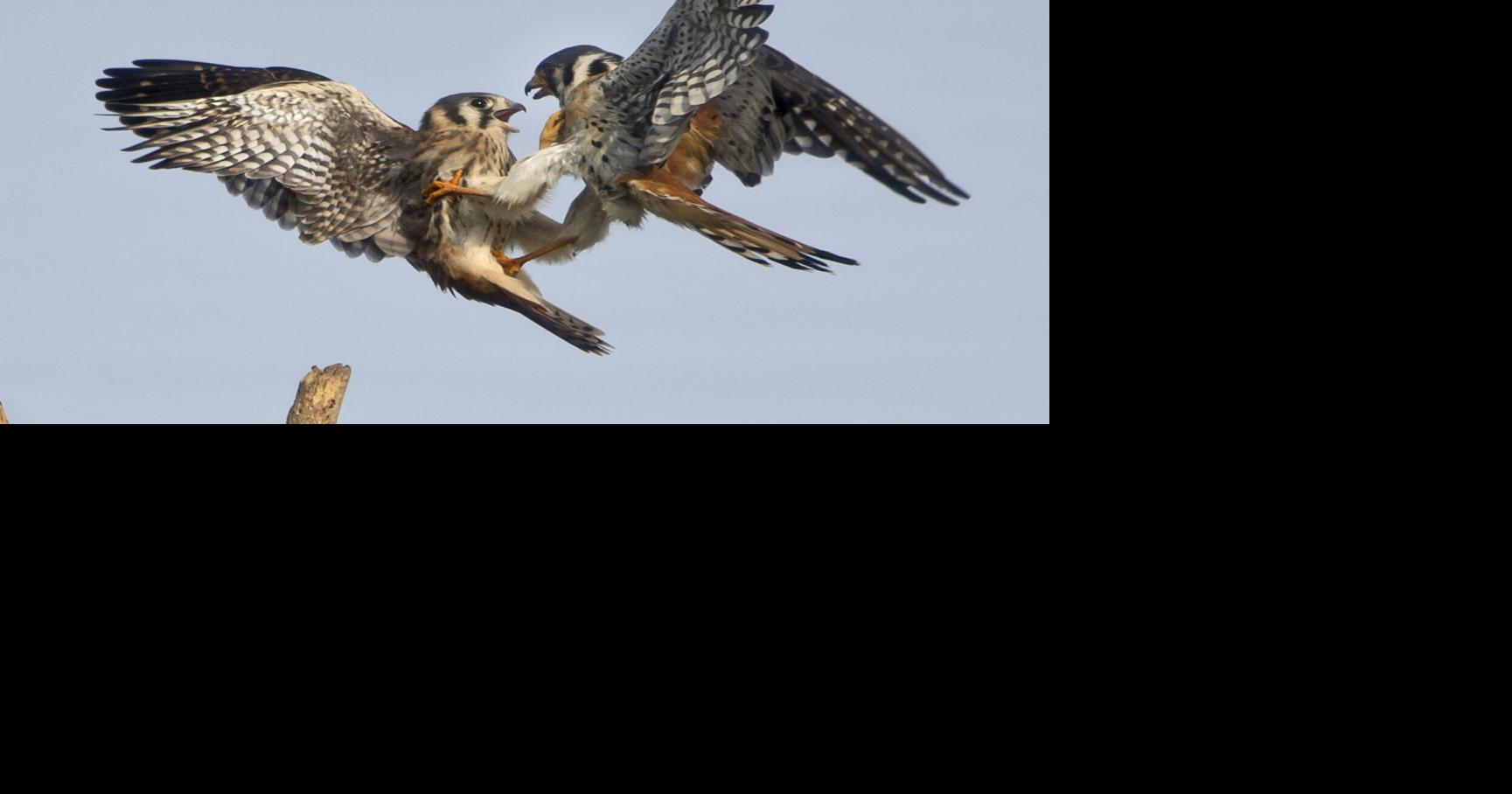 American Kestrel selected Frederick County's signature bird in online ...