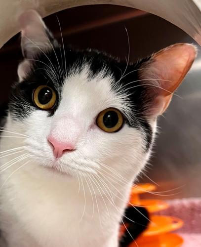Sanderson | Pets And Animals | fredericknewspost.com