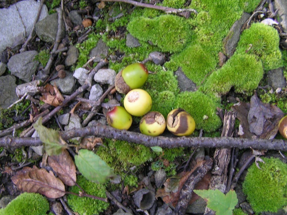 Nature Notes: Meet the acorns of the oak family | Travel And Outdoors ...
