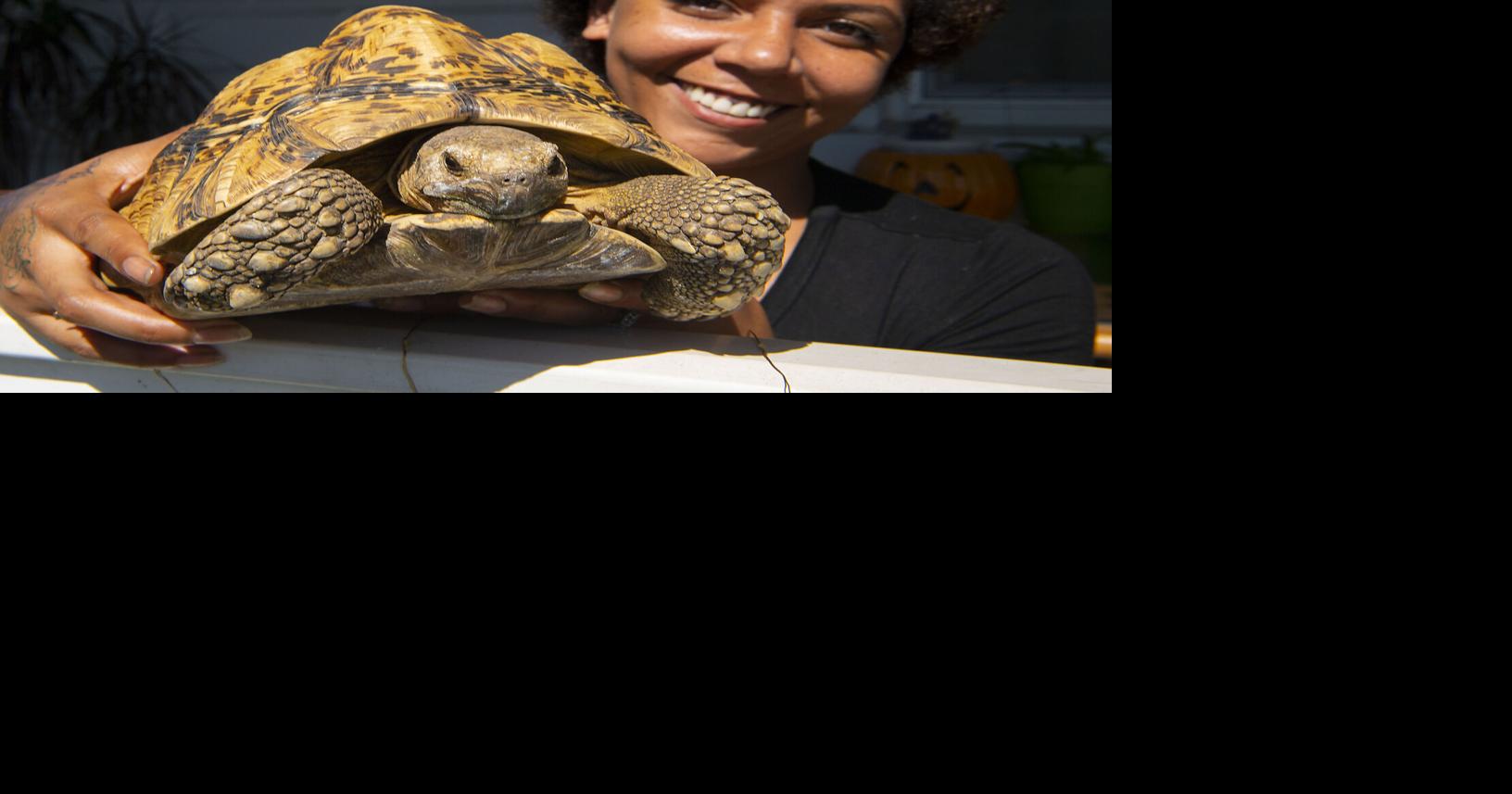 Search for escaped tortoise captivates social media audience | Pets And ...