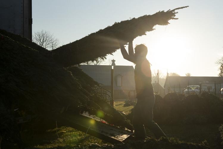 Festive Farms: Three businesses come alive with Christmas spirit | Arts ...