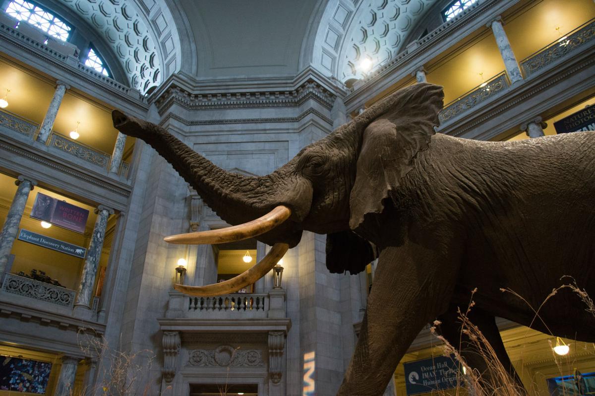 Local beeswax helping to preserve Smithsonian elephant | Frederick ...