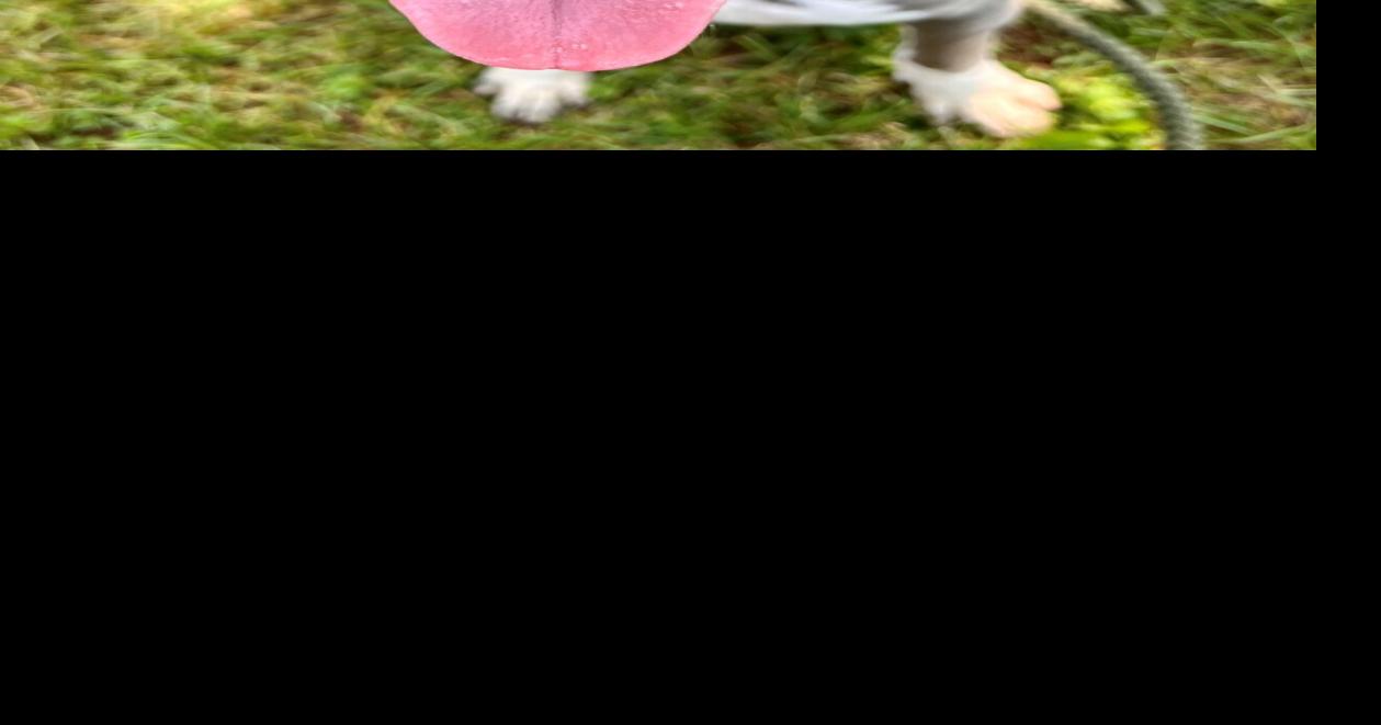 Featured pets — May 27 | Pets And Animals | fredericknewspost.com