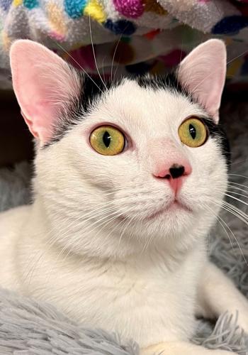 Irvin | Pets And Animals | fredericknewspost.com