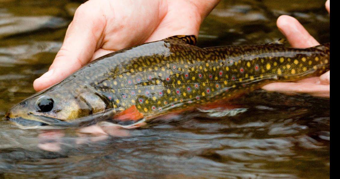 Nature Notes: Frederick County's native trout | Travel And Outdoors ...