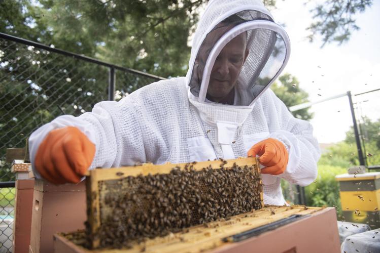 Frederick County beekeepers mentor each other | Environment ...