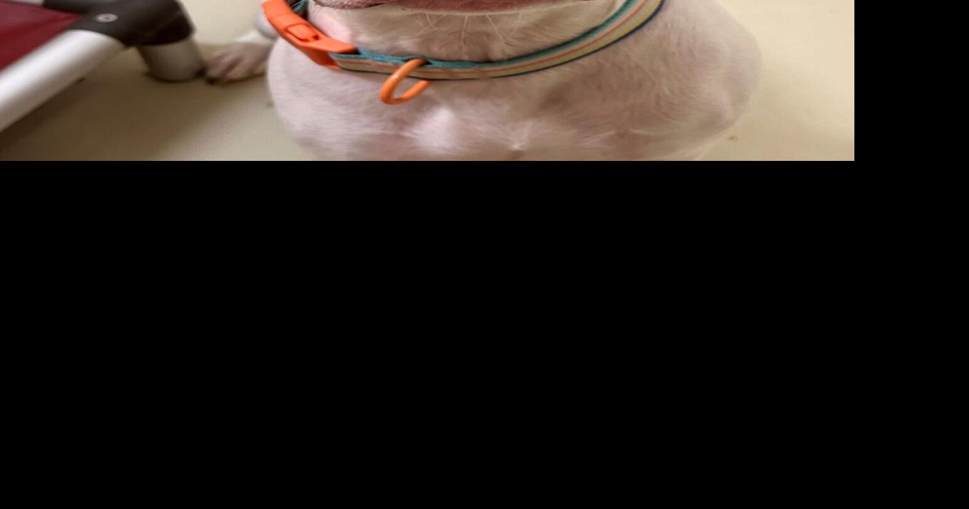 Featured pets — May 18 | Pets And Animals | fredericknewspost.com