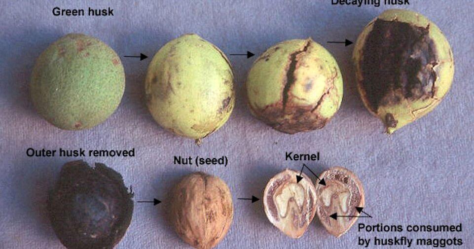 Nature Notes: Volunteers needed for seeds and walnut seed collection ...