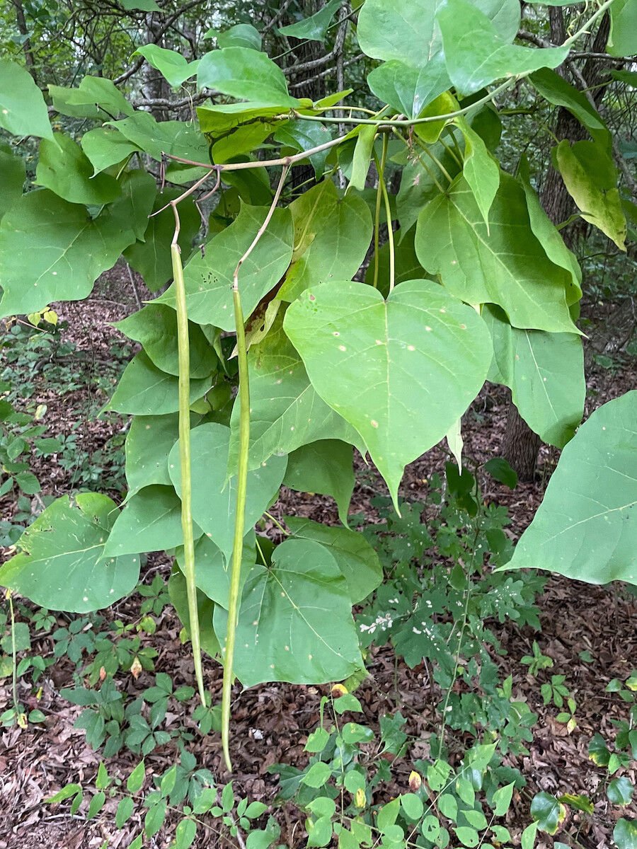 Green bean tree store