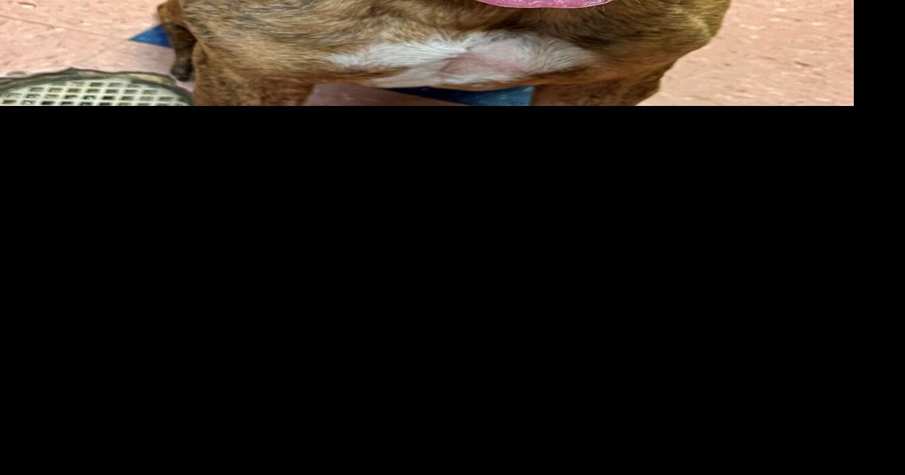 Taz | Pets And Animals | fredericknewspost.com