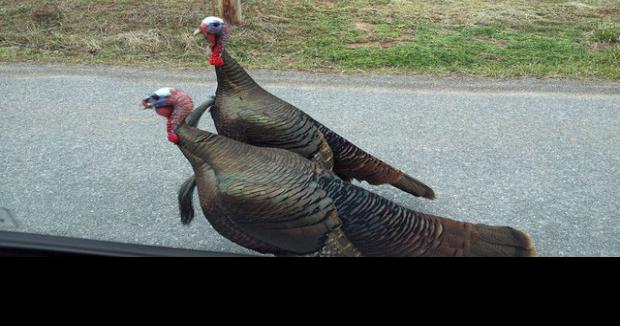 More run-ins with aggressive wild turkeys | Environment ...