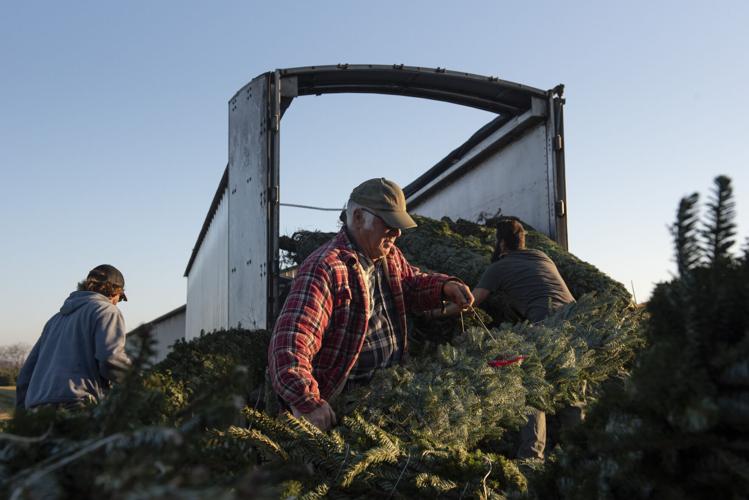 Festive Farms: Three businesses come alive with Christmas spirit | Arts ...