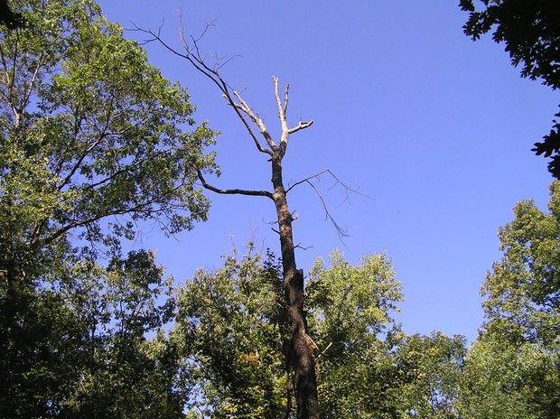 Decline of oak trees | Environment | fredericknewspost.com