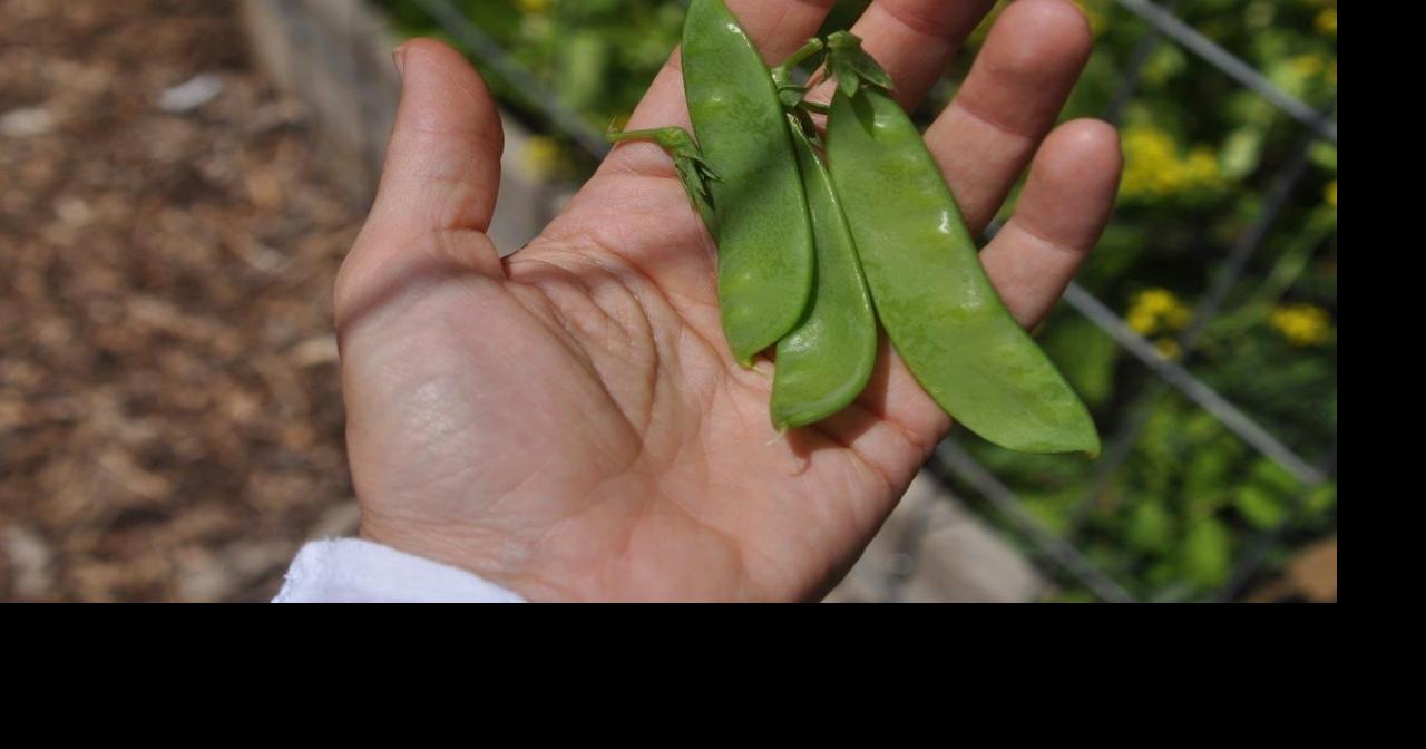 Varmints: First, a rant. Then, a solution. | Home And Garden ...