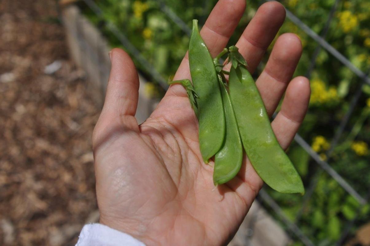 Varmints: First, a rant. Then, a solution. | Home And Garden ...