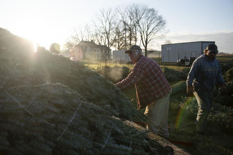 Festive Farms: Three businesses come alive with Christmas spirit | Arts ...