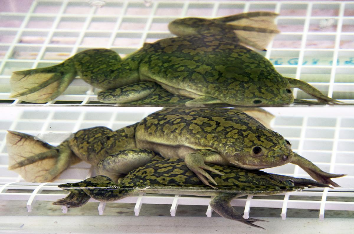 Clawed frogs aid in Army research at Fort Detrick | Environment ...