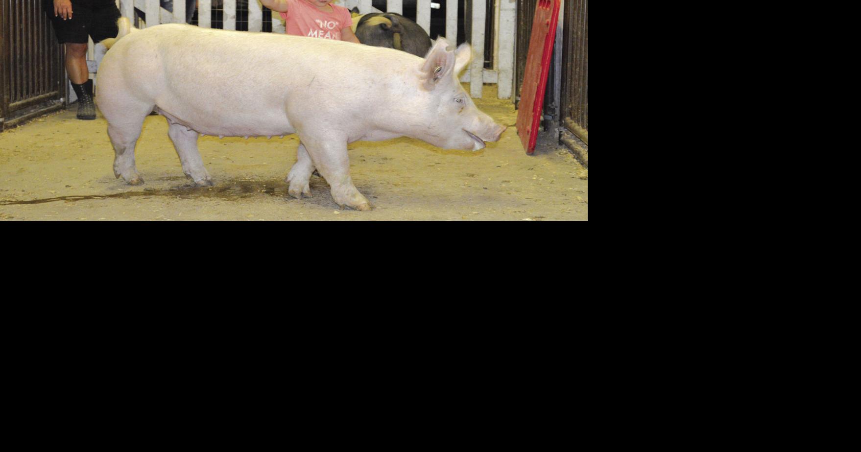 Pigs go home after quarantine lifted at The Great Frederick Fair ...