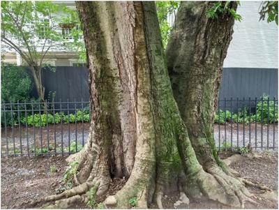 Nature Notes: Hackberry's sweet cousin | Travel And Outdoors ...