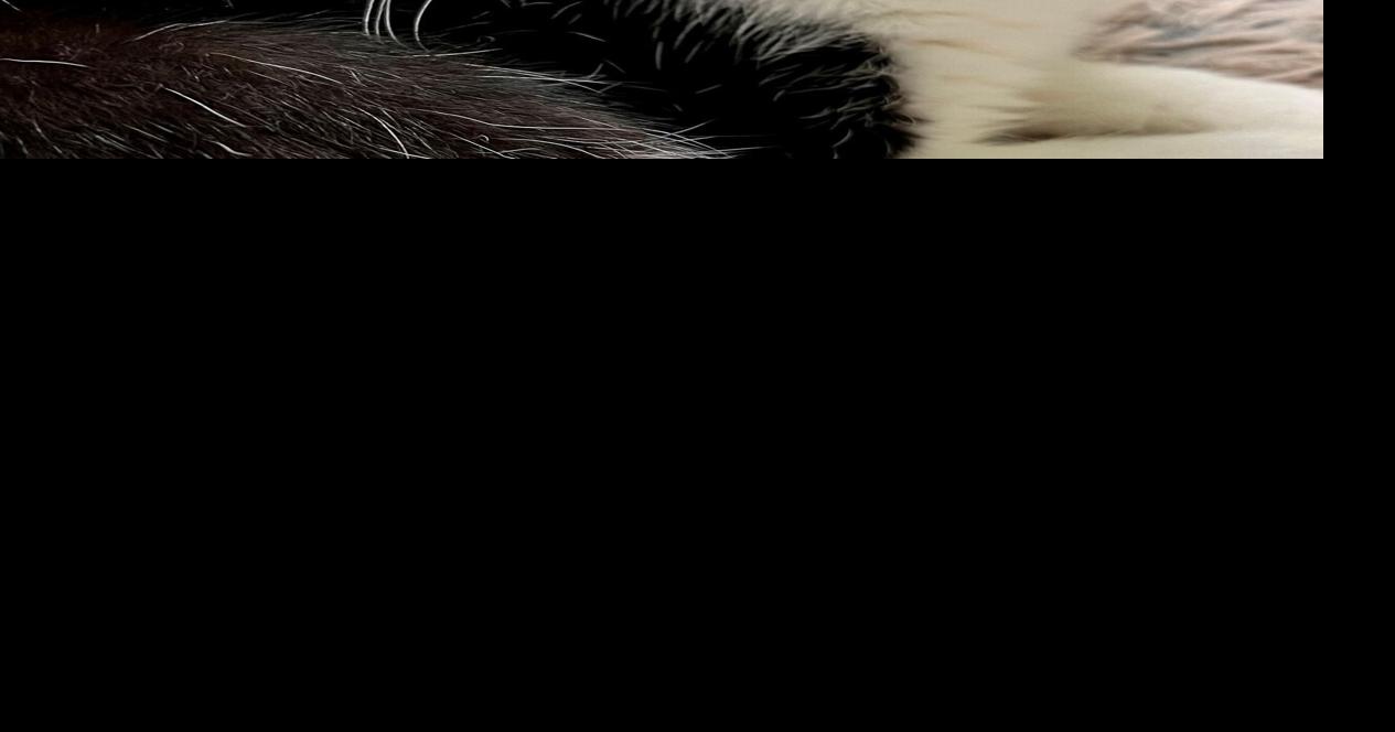 Momma Oreo | Pets And Animals | fredericknewspost.com