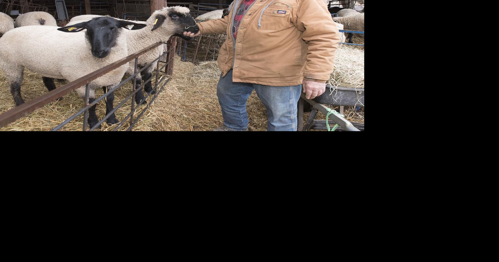 Frederick's Farms: Vorac Suffolk sheep breed success in show ring and ...