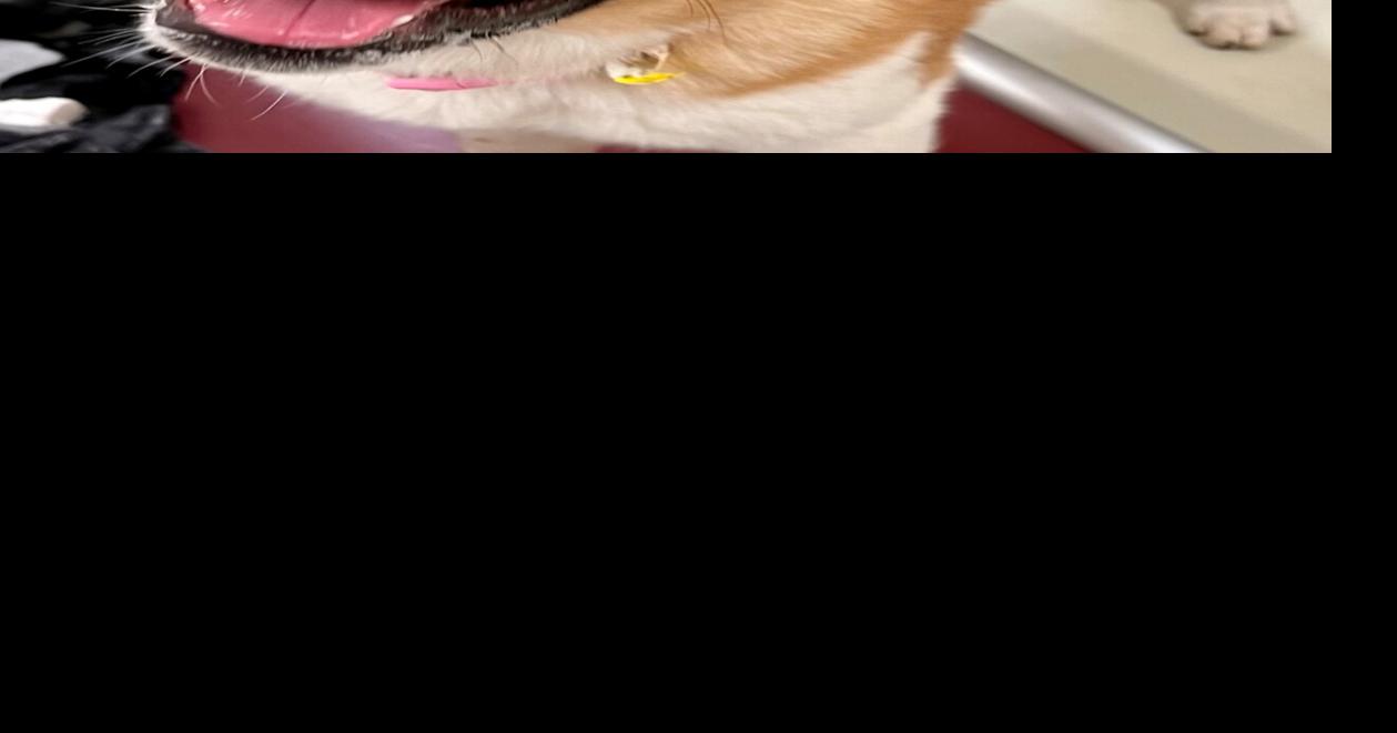 Featured pets — April 6 | Pets And Animals | fredericknewspost.com